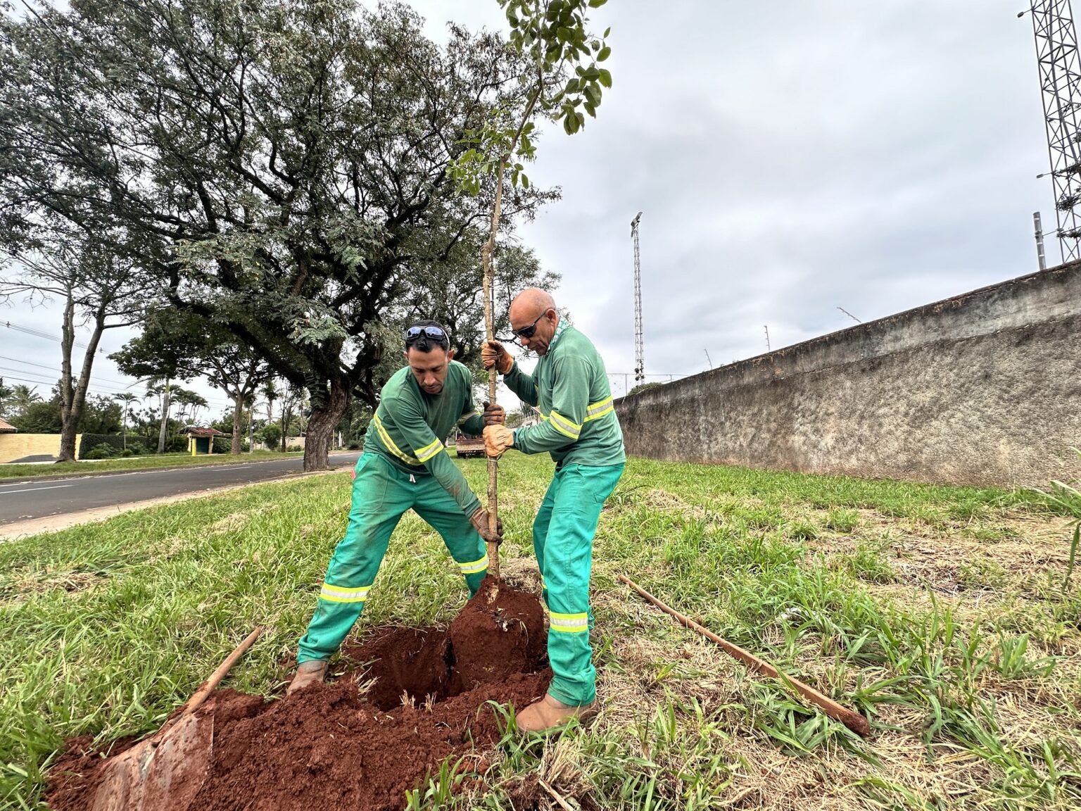 Santa Rita - Prefeitura inicia o plantio de mudas de árvores no bairro ...
